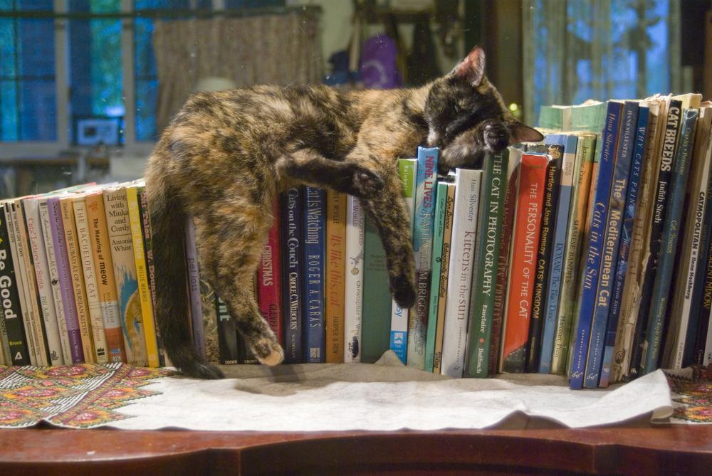 The World's Most Famous Library Cat - Priceonomics