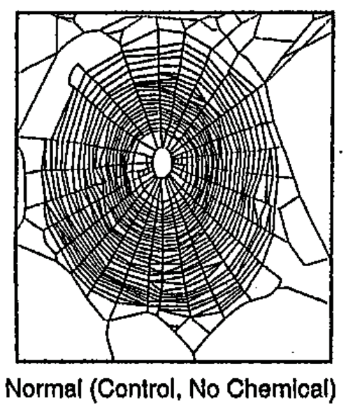 This Is a Spider's Brain on Drugs - Priceonomics