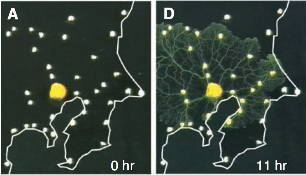 The Creative Genius of Slime Mold - Priceonomics