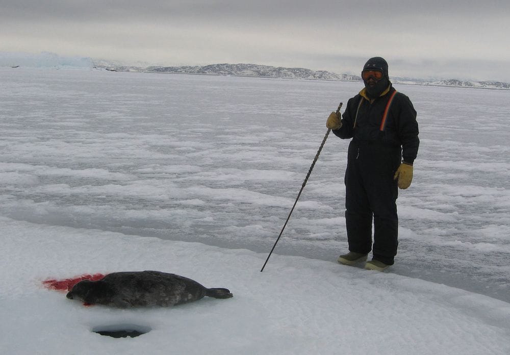 The Business of Seal Clubbing - Priceonomics