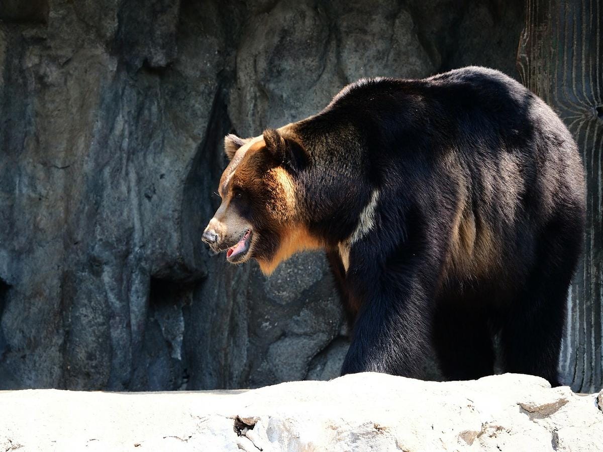 Why is Bear Bile So Expensive? - Priceonomics
